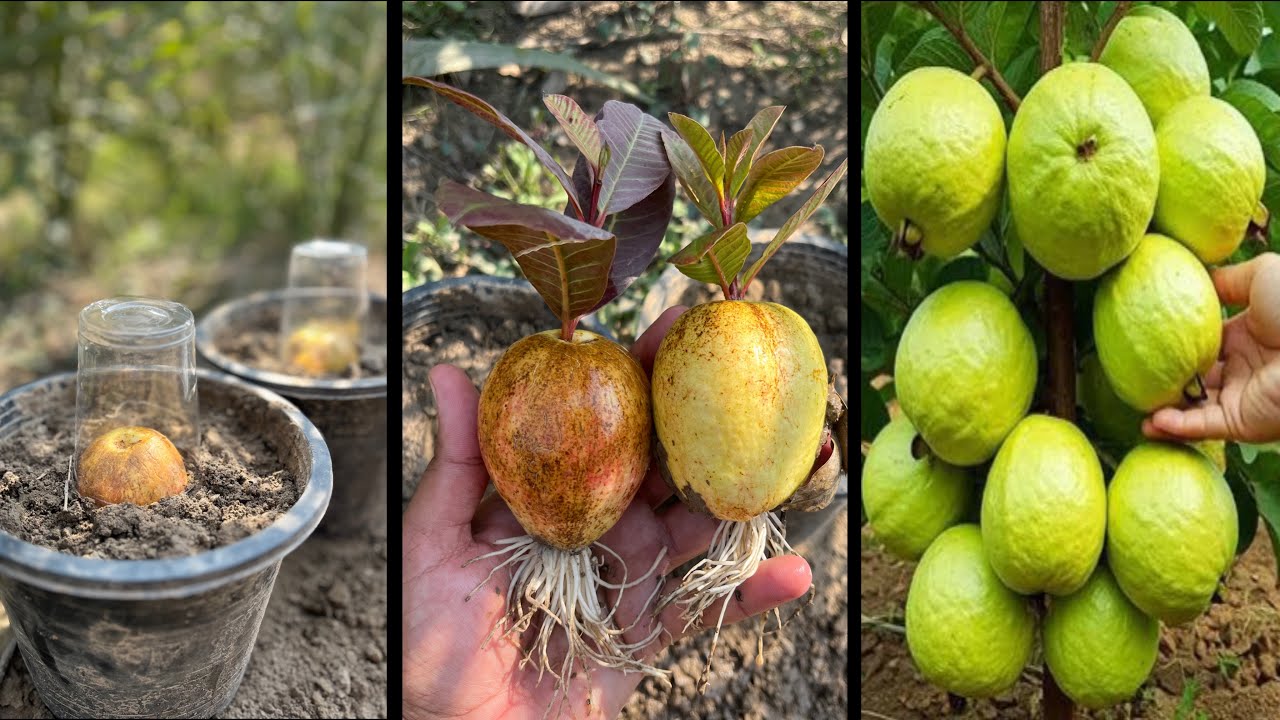 B complex : How to grow gauva tree from gauva fruit and b complex ...