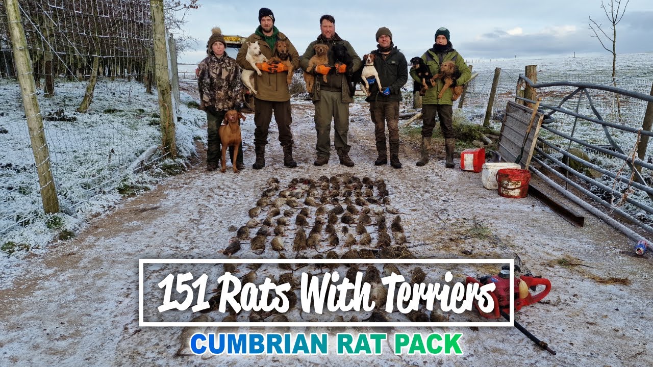 151 Rats With Terriers - Cumbrian Rat Pack - YouTube