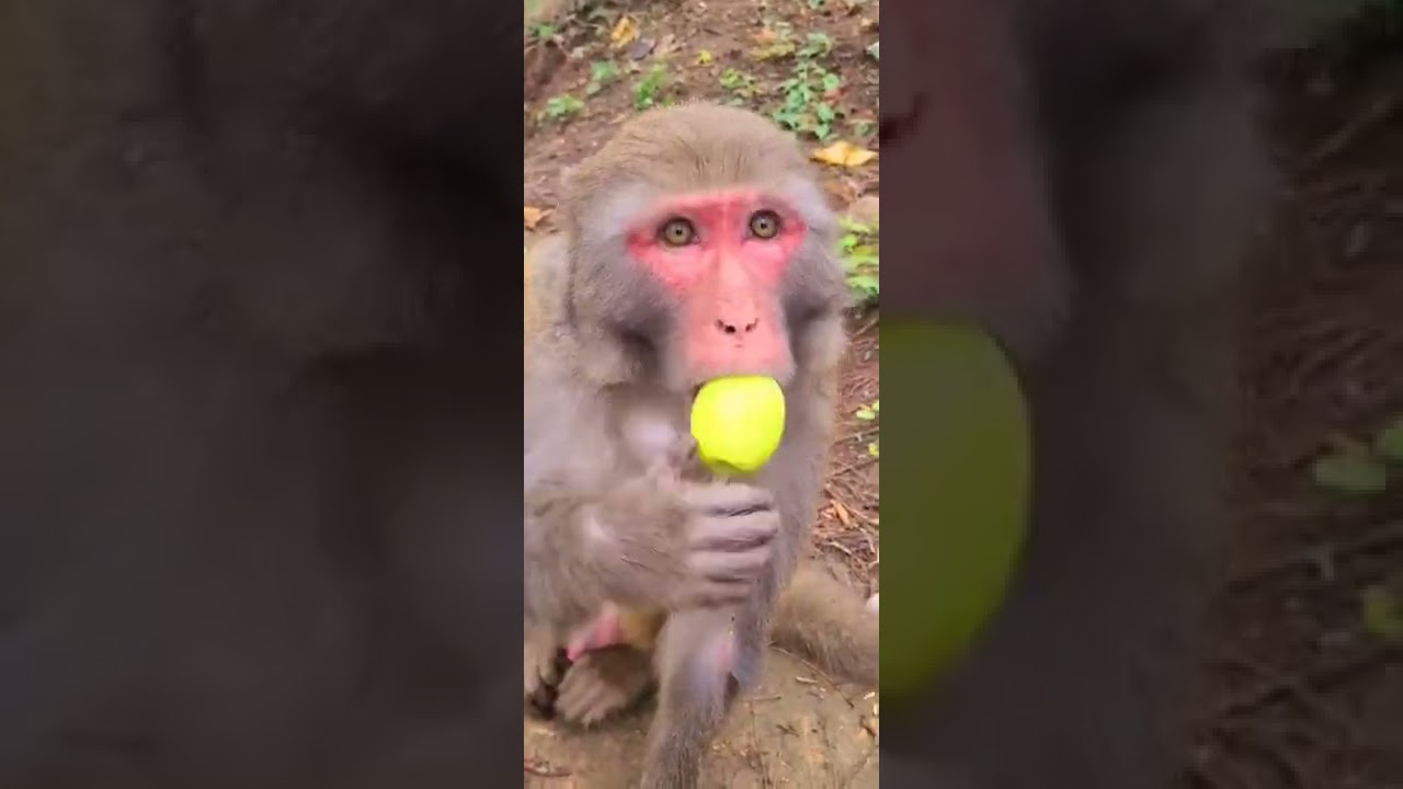 #monkey pear or limon? #shorts - YouTube