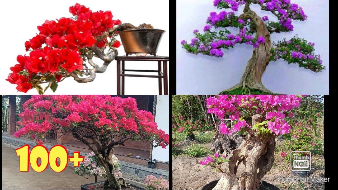 100+ Inspirasi Bonsai Bougenville || 100+ Bougainvillea bonsai for ...