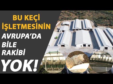 Bu Keçi İşletmesinin Avrupa'da Bile Rakibi Yok - İşimiz Keçi #çiftçitv #keçi işletmesi