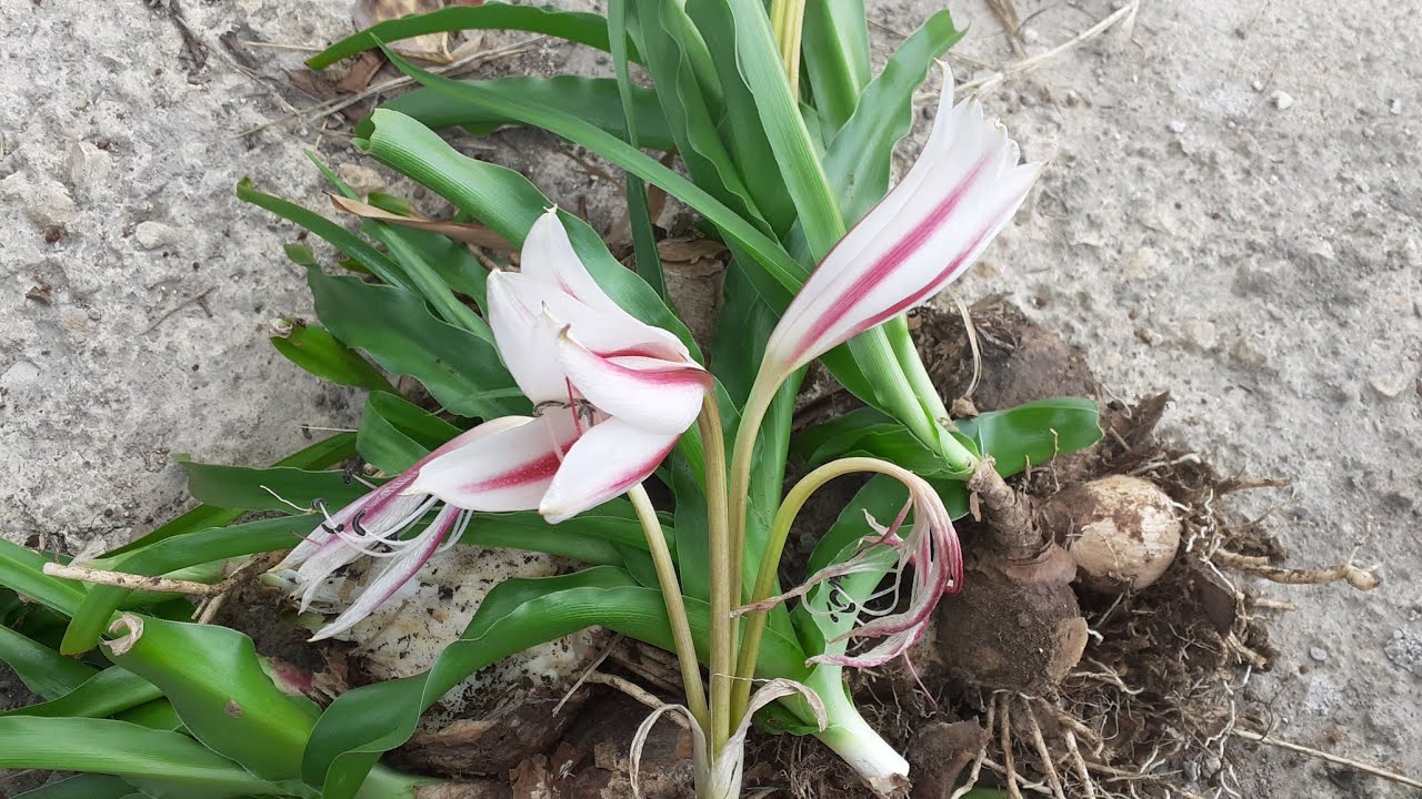 Orange River Lily | Crinum bulbispermum - YouTube