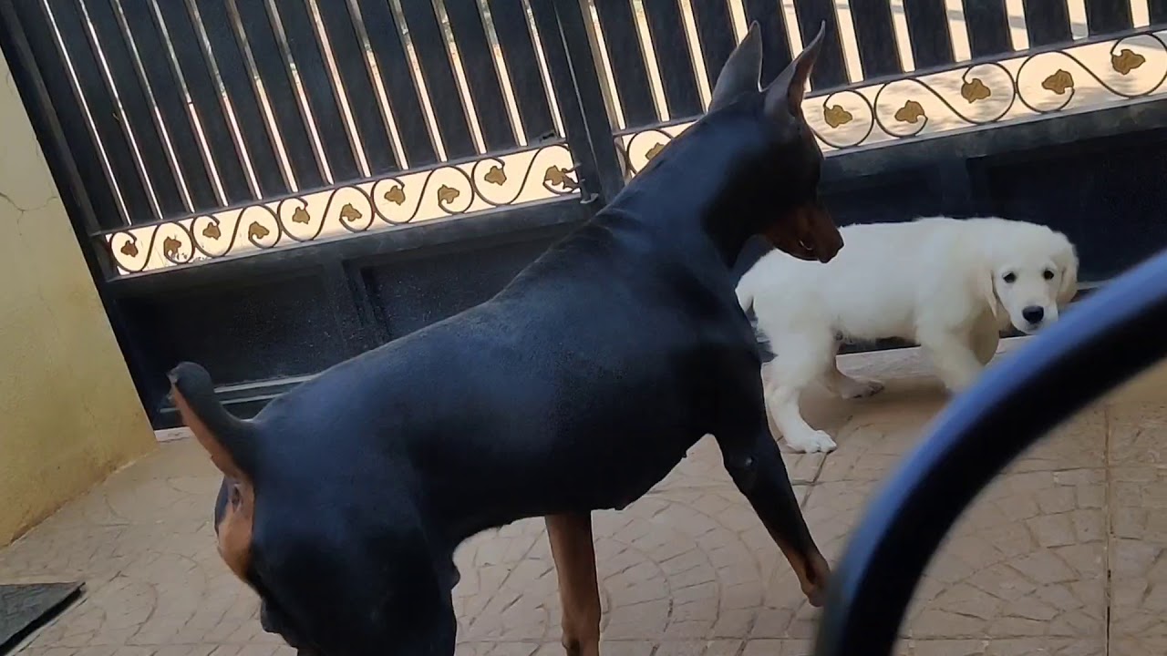 Doberman and Golden retriever Puppy - YouTube