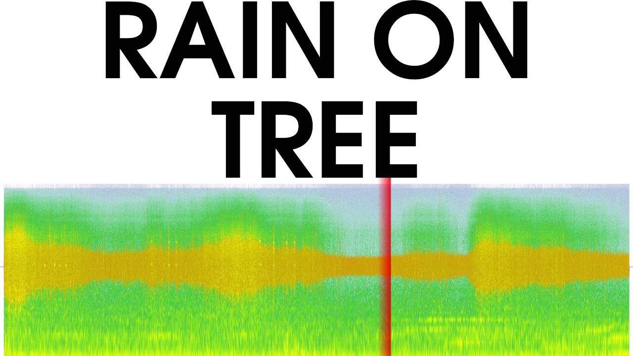 Rain on Tree Sound Effect - YouTube
