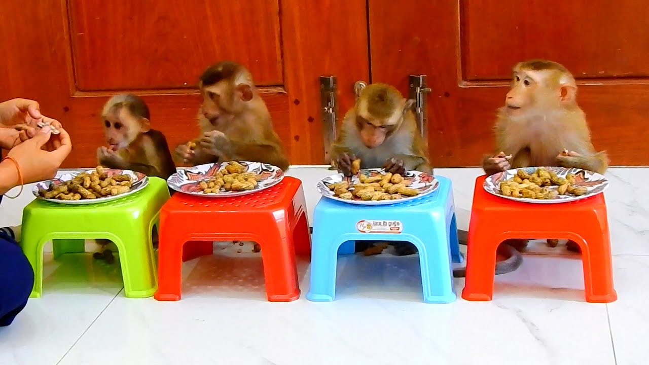 Obedient All Superb Sibling Very Lovely In Order Having Appetite Snack ...