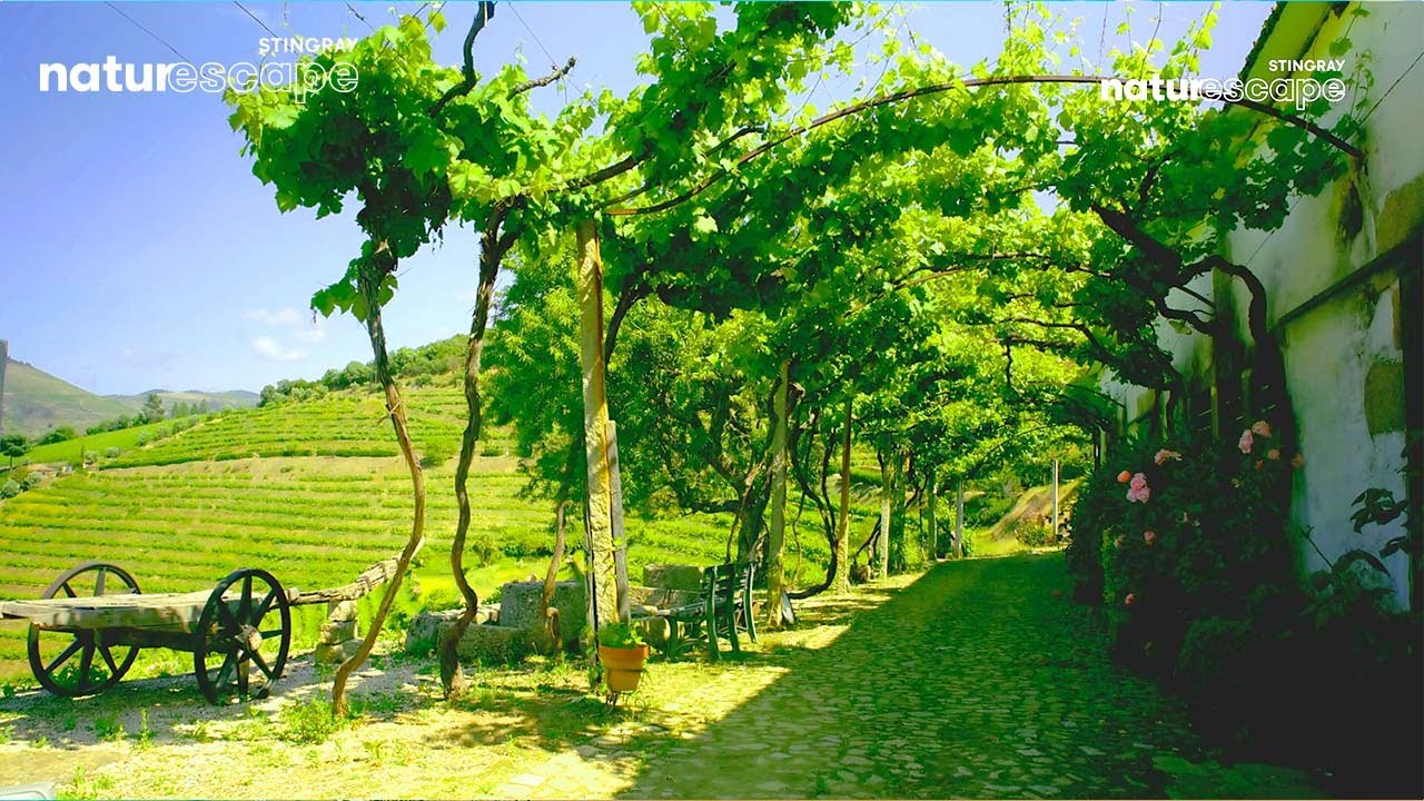 4K Relaxing Ambient Sound At The Beautiful Vineyards of Portugal (No ...
