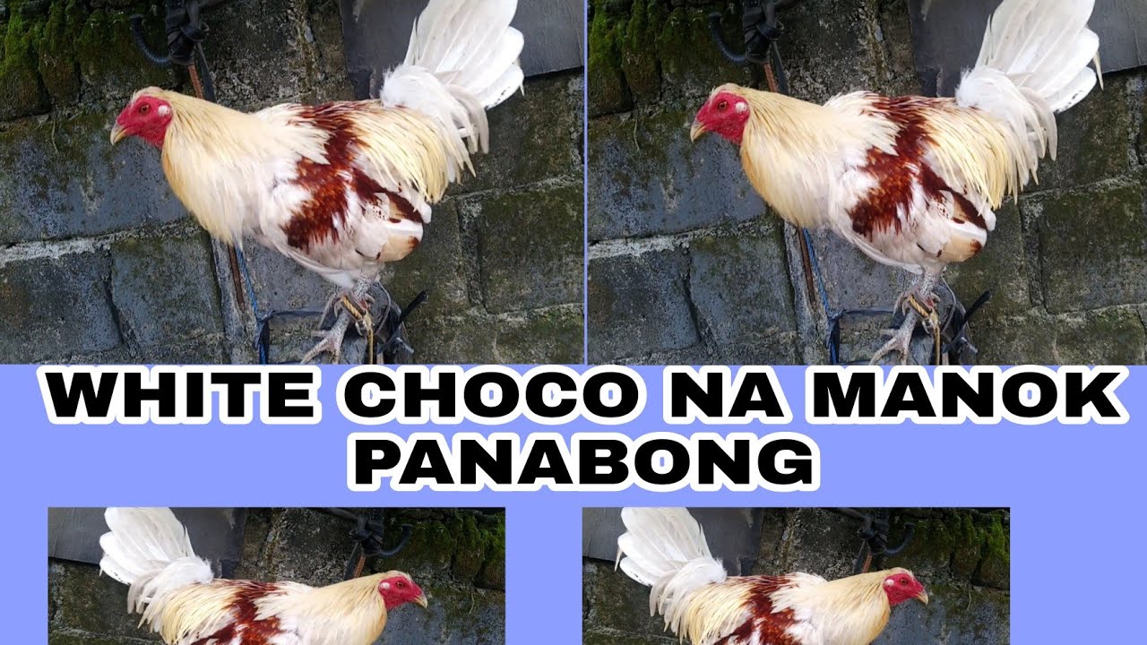 WHITE CHOCO NA MANOK PANABONG || FamilyTV - YouTube