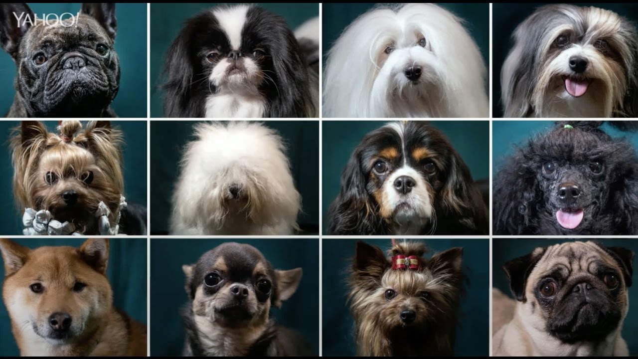 30 Surprising Facts About Dogs YouTube 30-surprising-facts-about-dogs-youtube