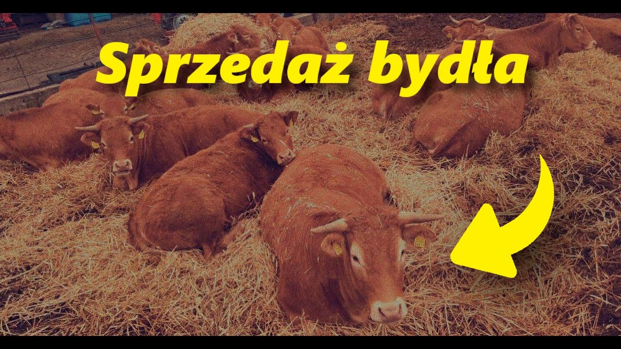 Bydło opasowe. Sprzedaż bydła. Jaka cena? - YouTube