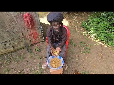 Jamaican CoolVibz Coffee PART 2 with Rasta Mokko - YouTube