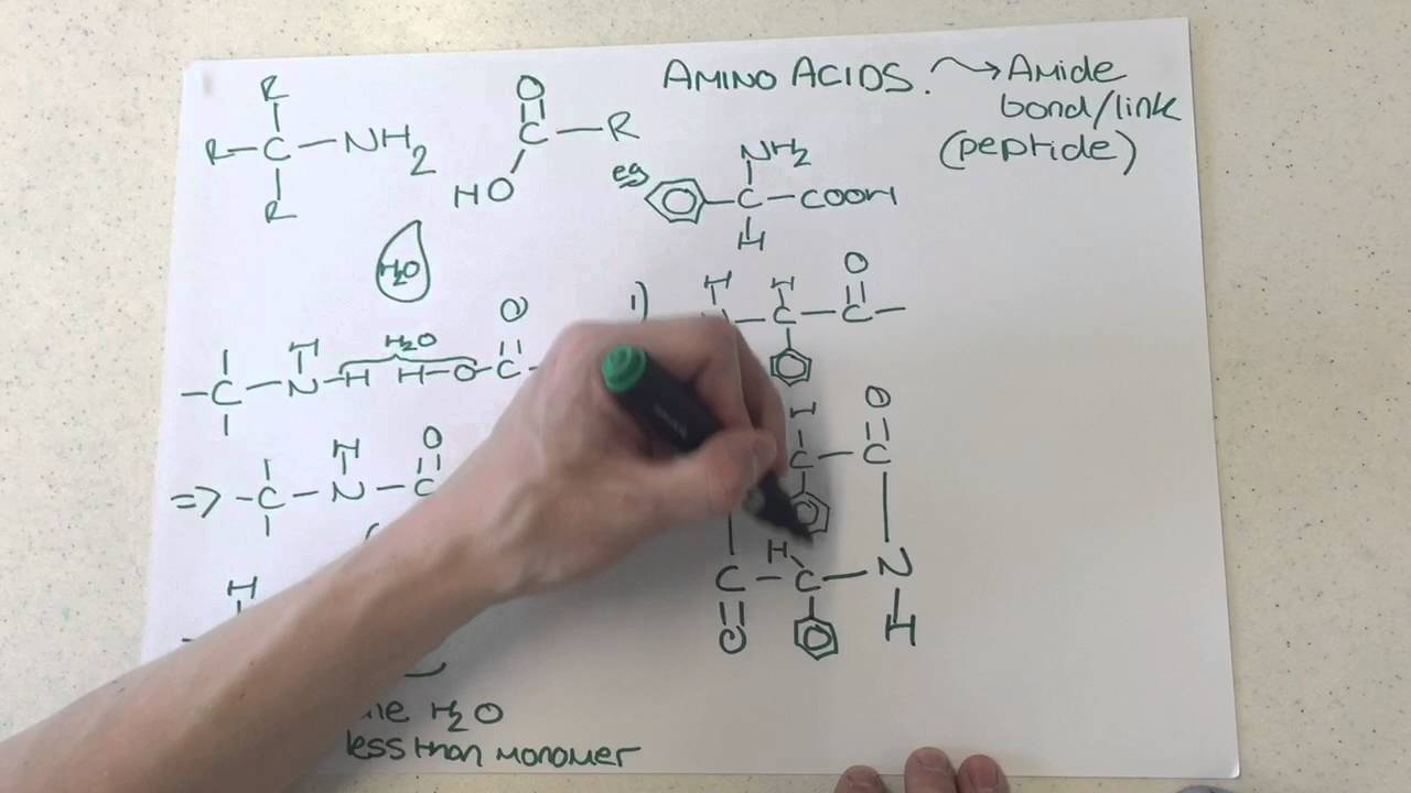 Amino acids and amide bond formation - YouTube