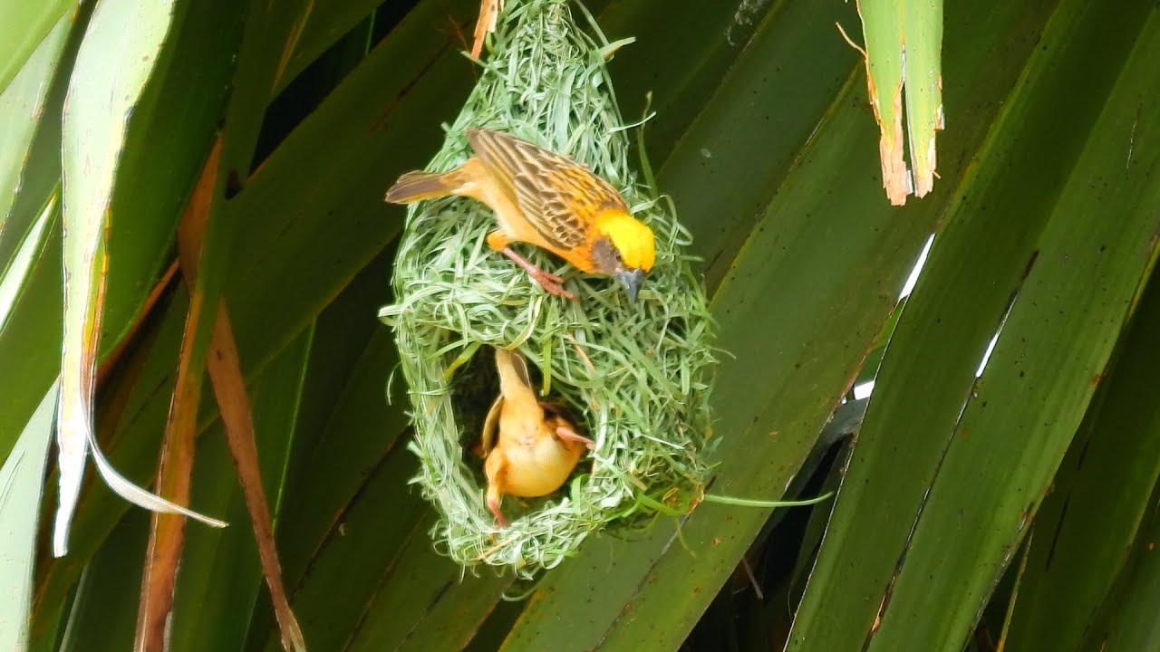 Ep21 The Most Amazing Birds construction in the world Bird Engineering ...