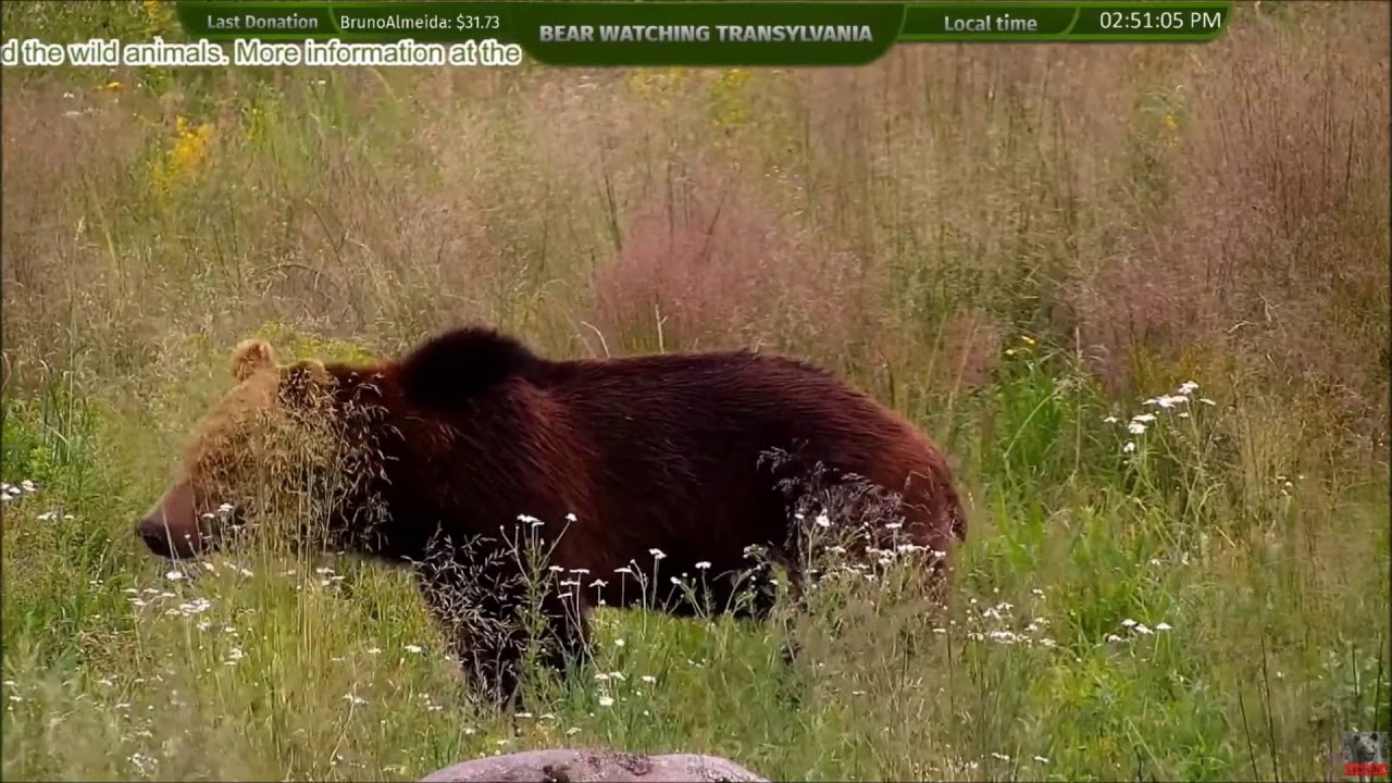 LIVE Animal Cam. Transylvania, Romania, Europe. Дикие животные. Wild ...