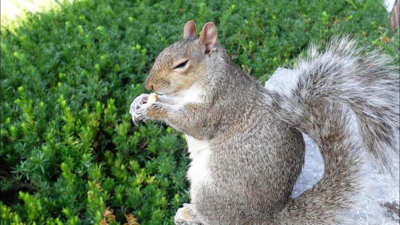 Squirrel does this before every bite she takes - YouTube