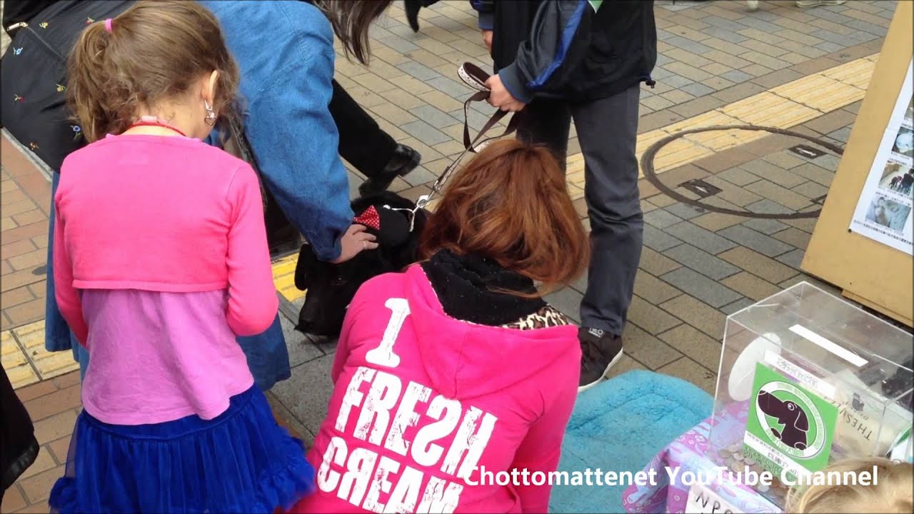 Japan Helper Dogs (ヘルパー犬) - YouTube