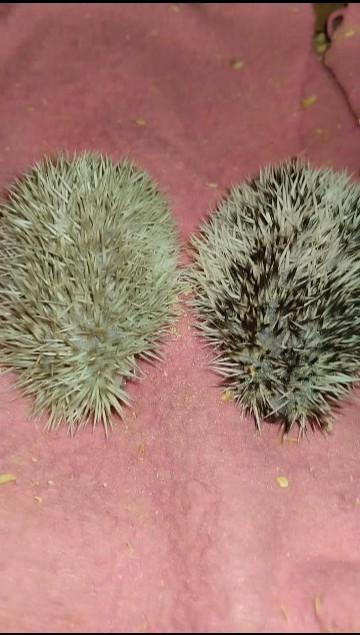 🥰Родился Золотой ёжик🦔 A golden hedgehog was born. #hedgehog #ezhikafro ...