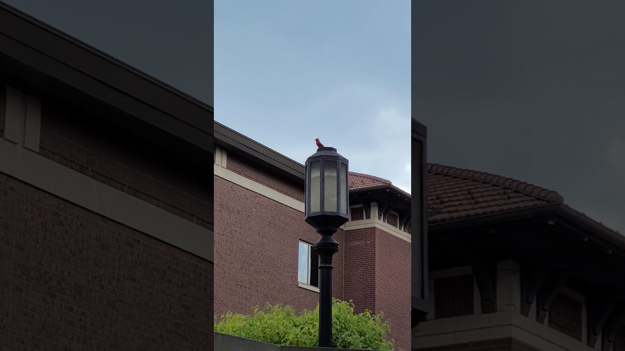 A Cardinal on a Lamppost - YouTube