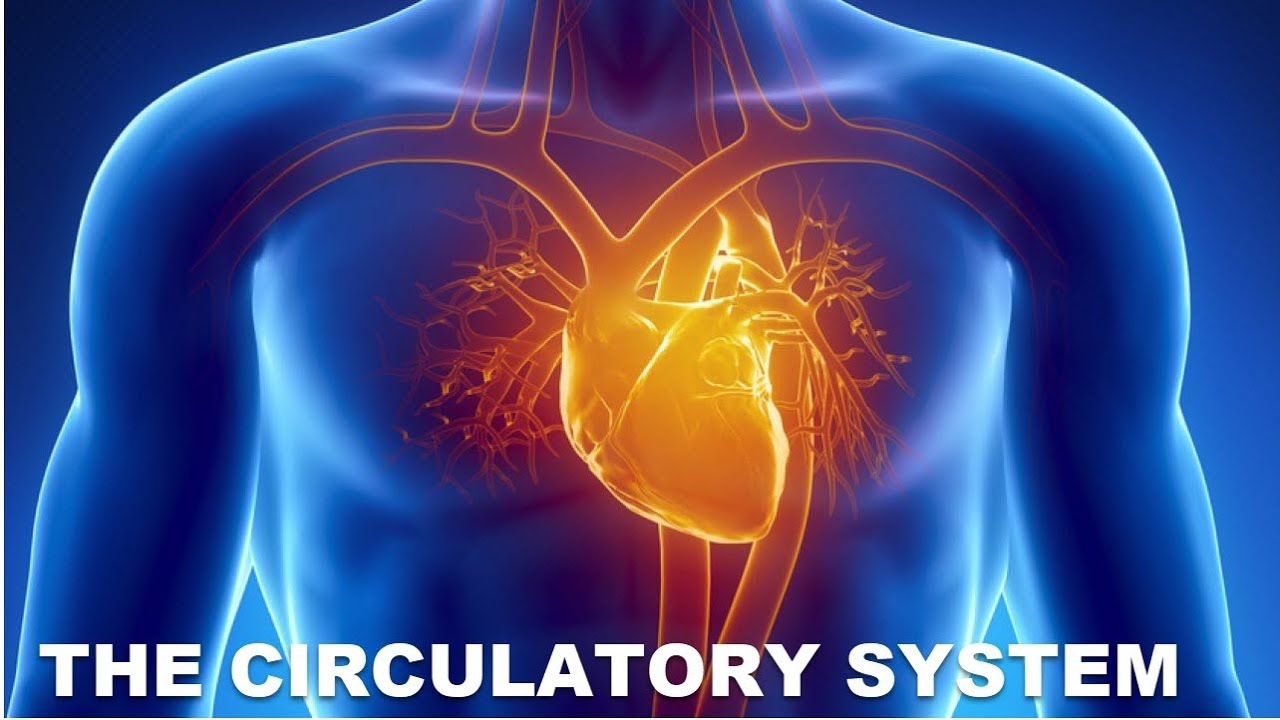 The Circulatory system - YouTube