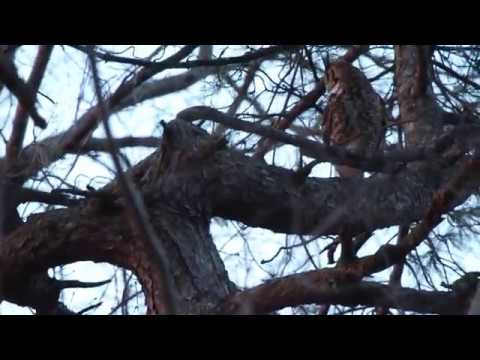 Male Great Horned Owl-Flying, Hunting, Capturing & Eating Rabbit, 4-1 ...