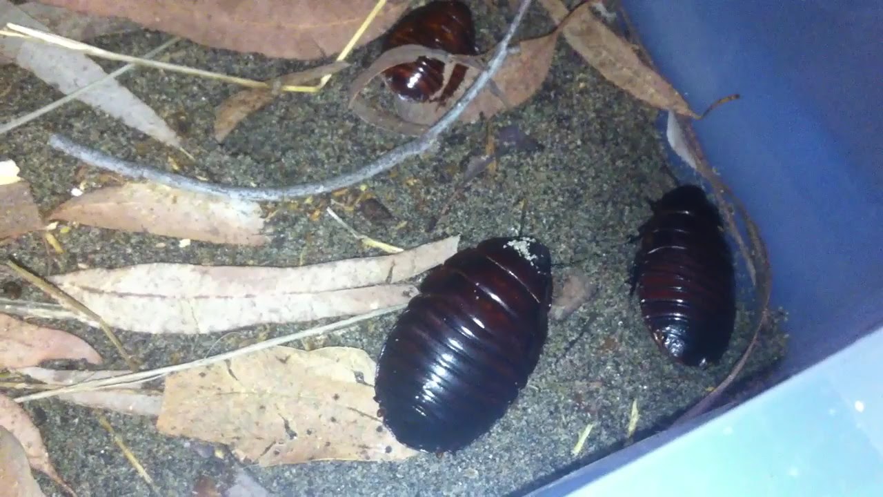Giant Burrowing Cockroach (Macropanesthia rhinoceros) - YouTube