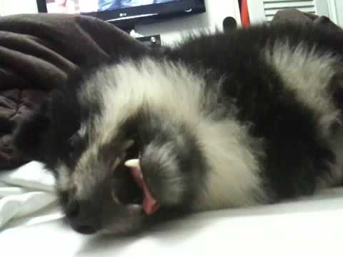 Meowing dog - YouTube