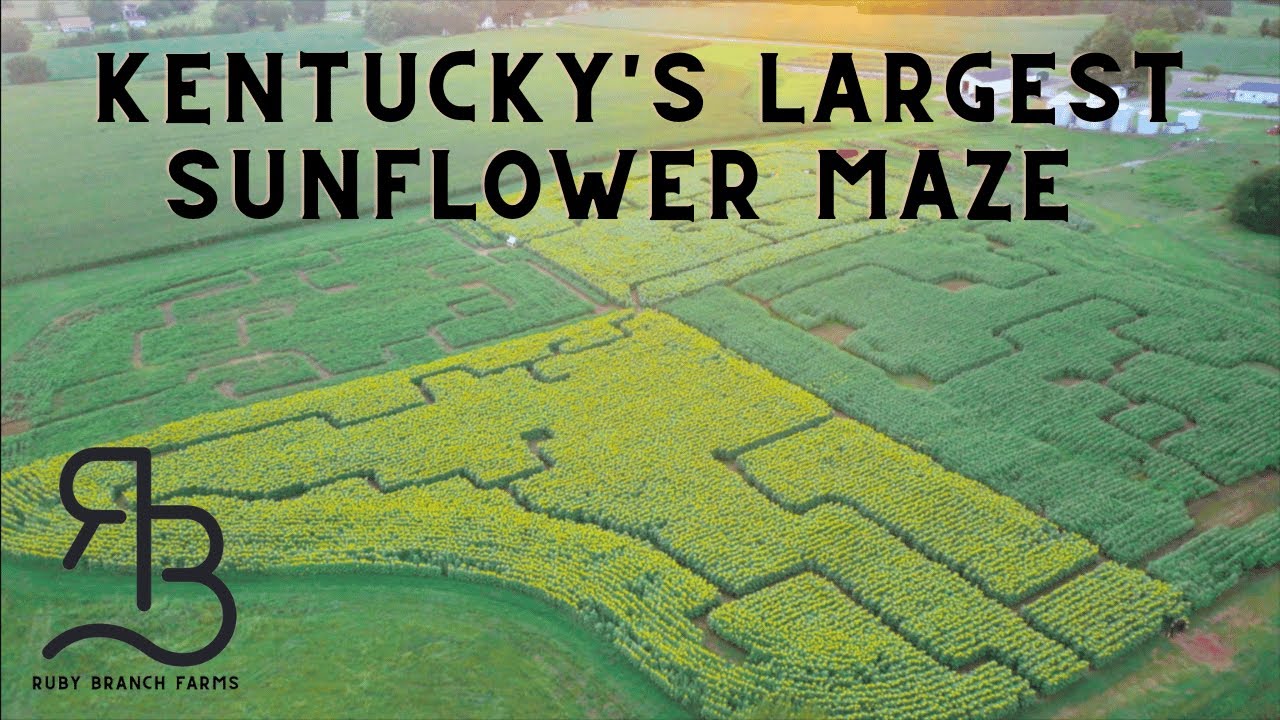 Ruby Branch Farms sunflower maze - YouTube