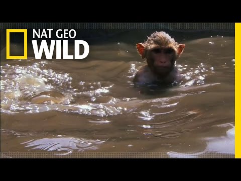 Do Monkey Swim In Water