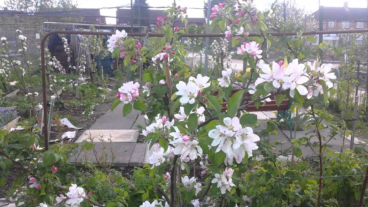 Apple trees: why tip or spur bearing is important? - YouTube