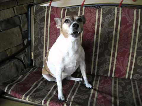 Lola, The Hula Dancing Dog, sings a song for you! - YouTube