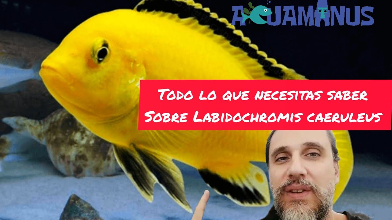 Todo lo que necesitas saber sobre el Labidochromis caeruleus o Limón ...