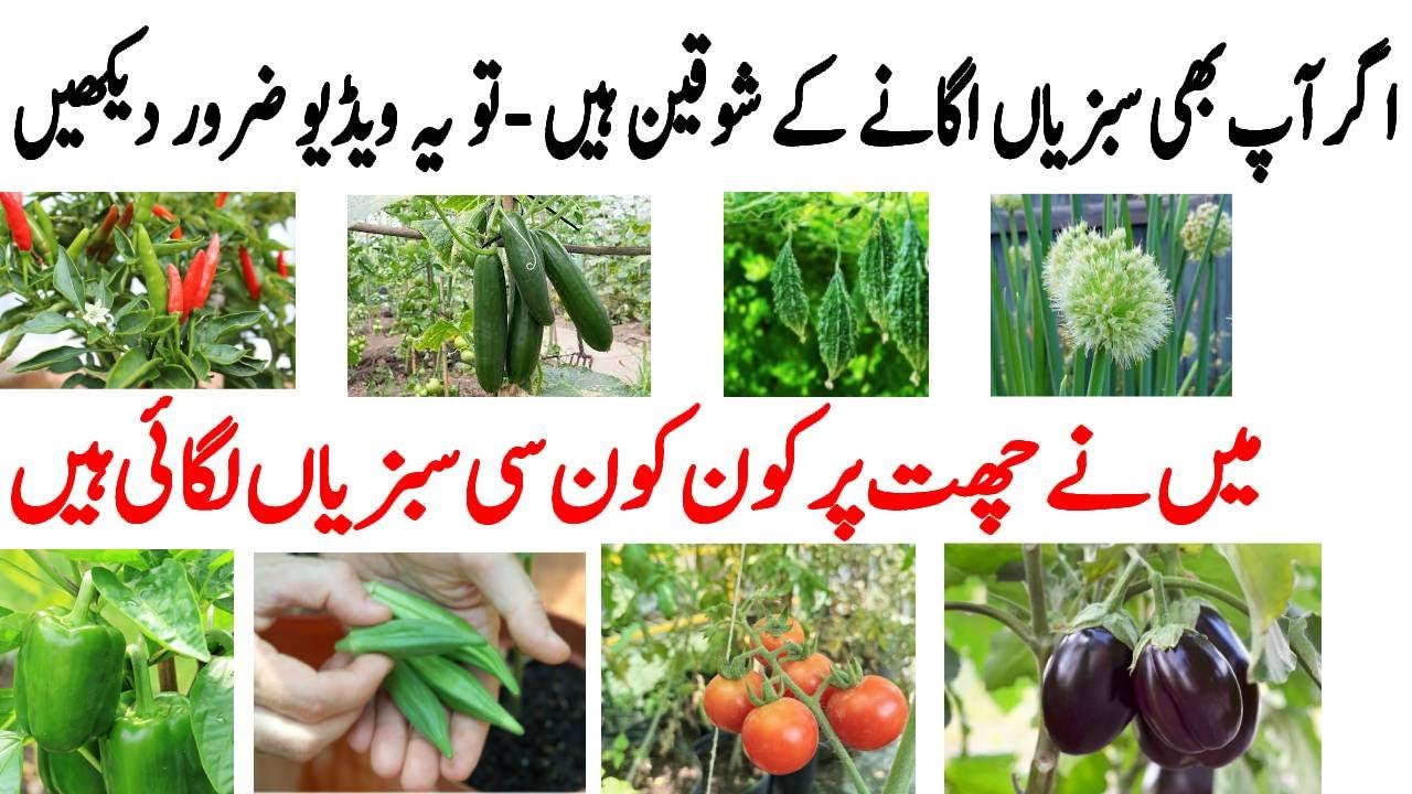 If you are interested in growing vegetables, then you must watch this ...