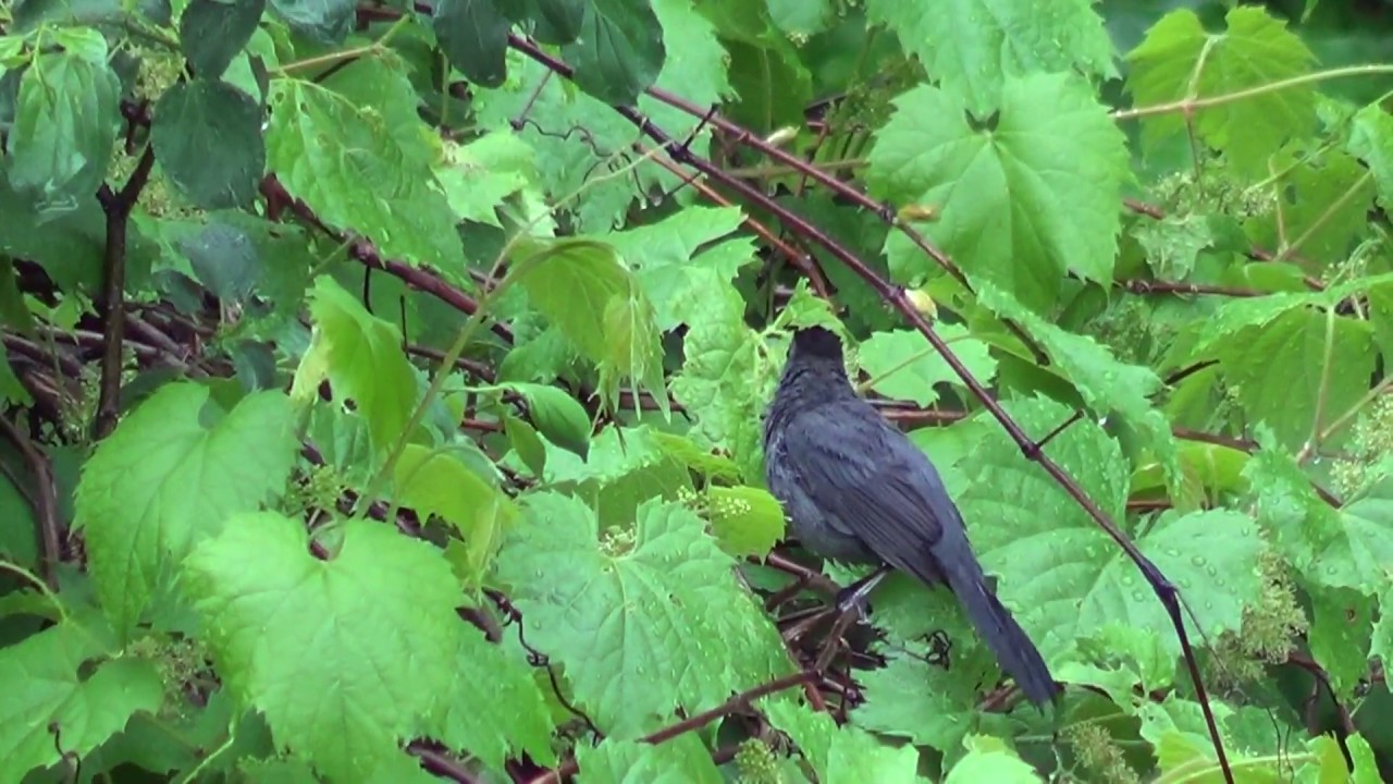 Gray Catbird Song 2 HQ HD - YouTube