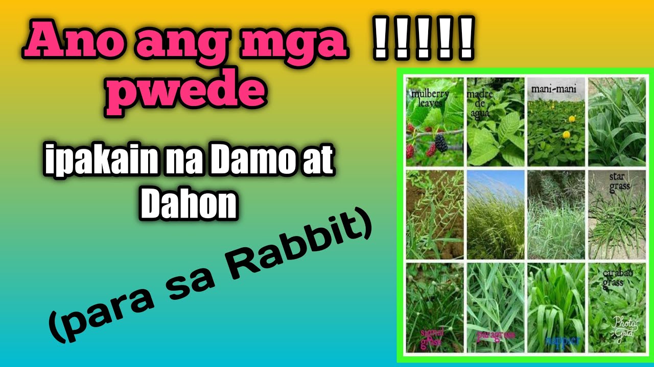 ANO ANG MGA DAHON AT DAMO NA PWEDE SA RABBIT - YouTube