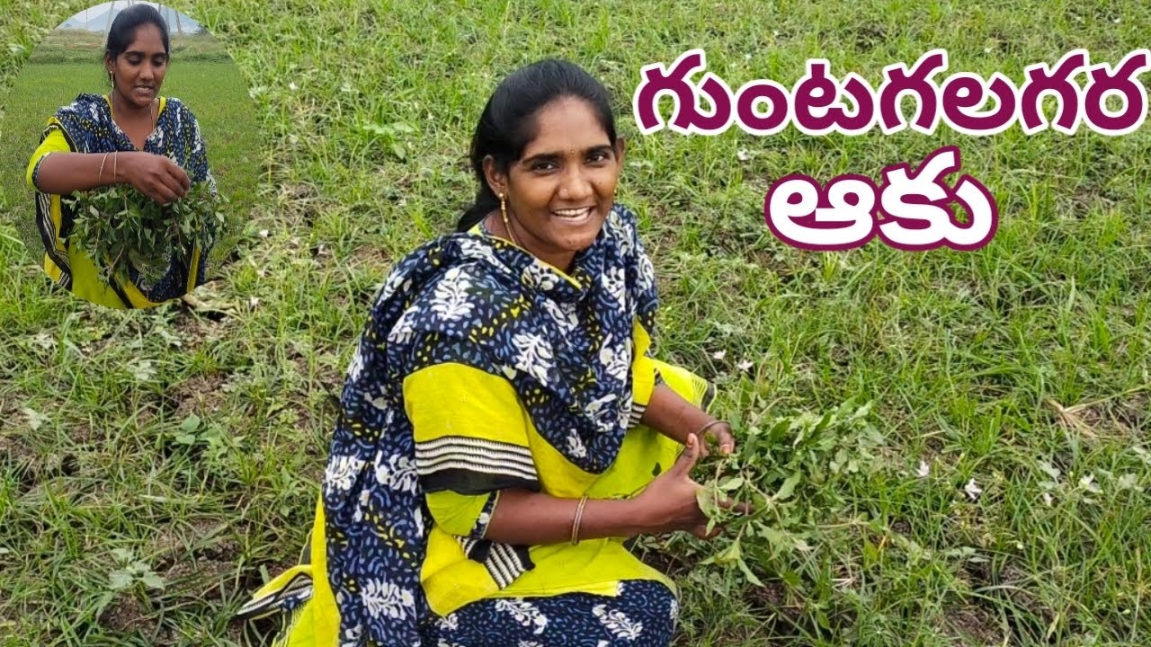 హెయిర్ ఆయిల్ తయారు చేసుకోవడానికి గుంటగలగరాకు కోసం వెళ్ళాము || Bhringraj ...