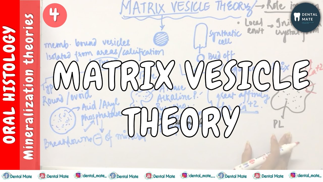 Matrix Vesicle Theory | Theories of mineralisation | Dr Paridhi Agrawal ...