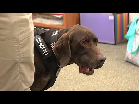 Behind the scenes at TSA, law enforcement K-9 training - YouTube