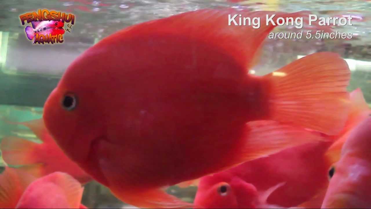 King Kong parrot around 5.5inches very nice - YouTube