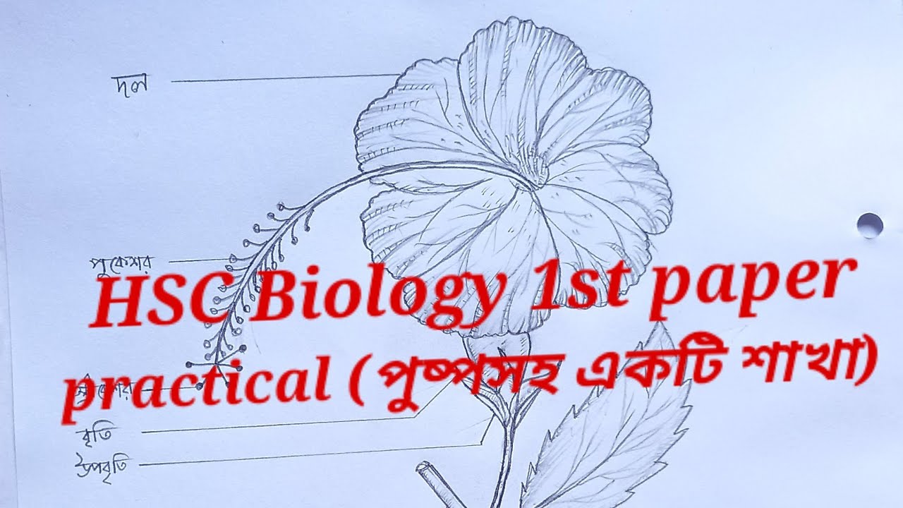 HSC practical biology 1st paper (পুষ্পসহ একটি শাখা) - YouTube