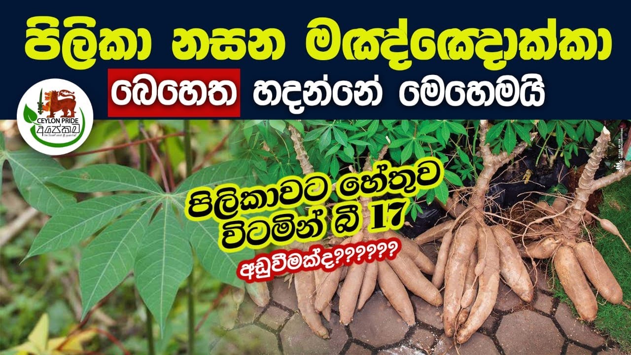 පිළිකා නසන මඤ්ඤොක්කා බෙහෙත හදන විදිහ pilika beheth | ceylon pride | ath ...