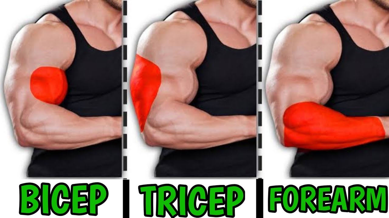 Exercises to Get Bigger Arms (Forearm, Bicep, Tricep) - YouTube