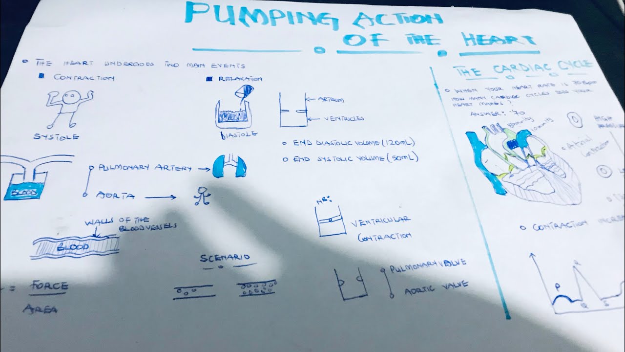 Cardiovascular system(physiology)PUMPING OF THE HEART| CARDIAC CYCLE ...