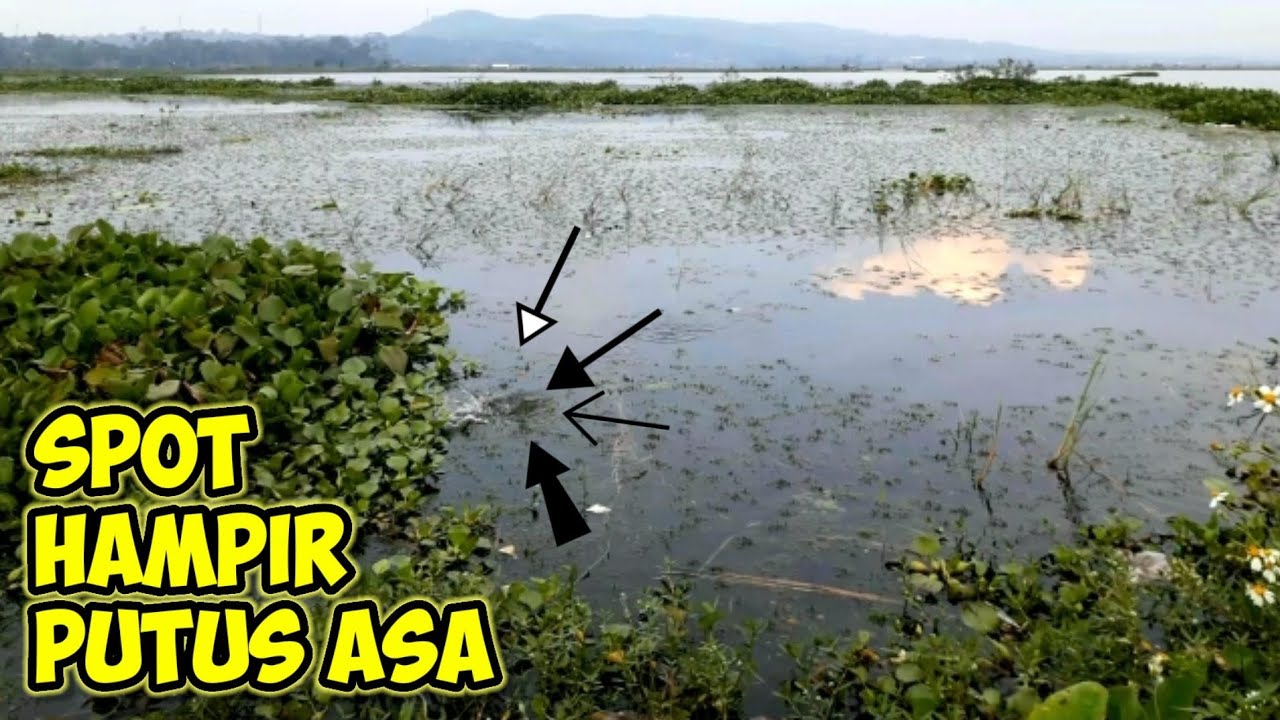 MANCING DI RAWA PENING UMPAN CACING ANTI BONCOSspot hampir putus asa ...