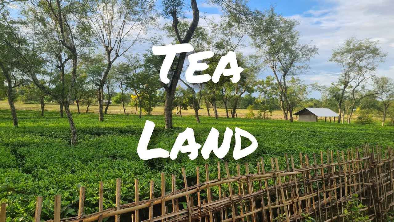 DIARY of a Peppy Penguin: TEA LAND - YouTube