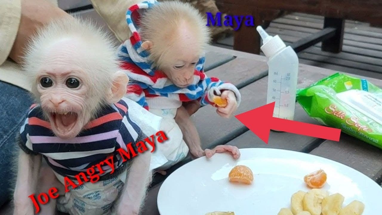 Cute Two Little Baby Maya And Joe Joe Angry Maya Eat So Much - YouTube