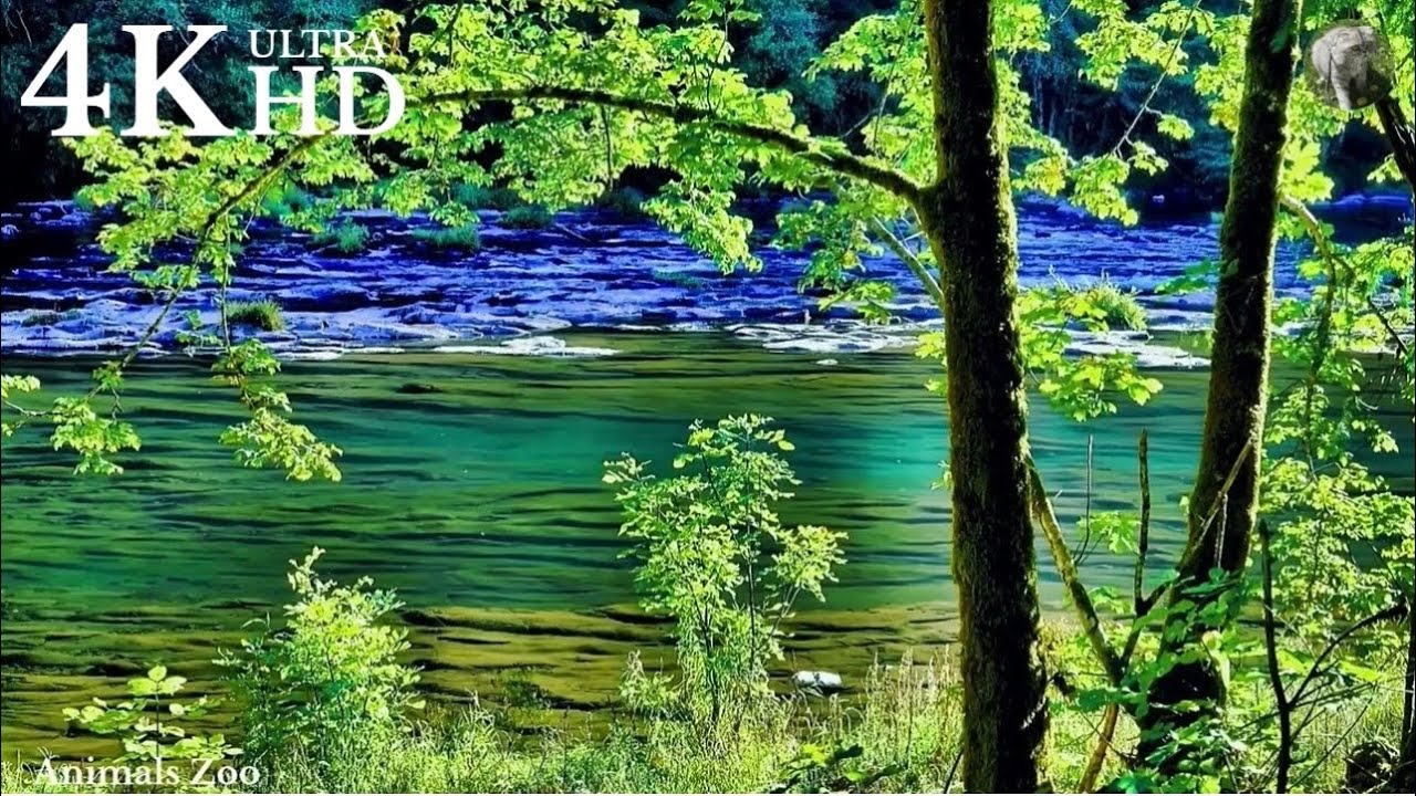 Relaxing Sounds of Nightingales and Birds Singing Near a Babbling Brook ...