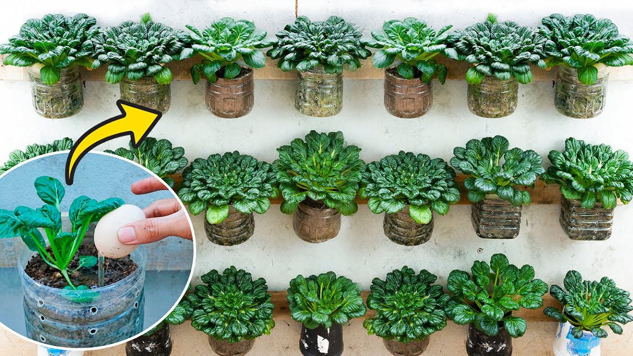 Grow Tatsoi Plant in Plastic Hanging Bottles, growing vegetable with ...