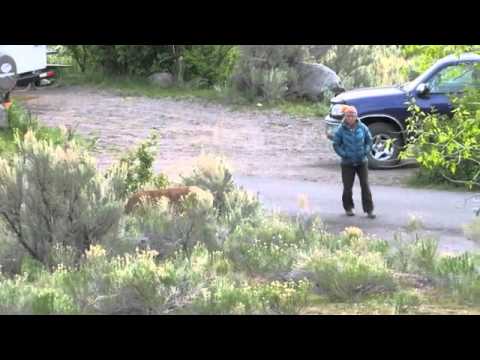 Elk charging a slow tourist in Yellowstone - YouTube