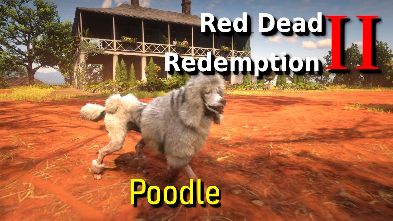 Where to find the poodle in Red Dead Redemption 2 - YouTube