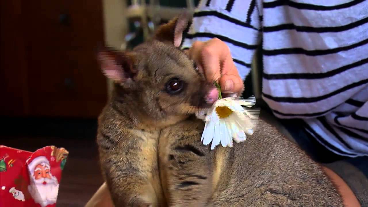 WHAT DO YOU GET A POSSUM FOR CHRISTMAS? - YouTube