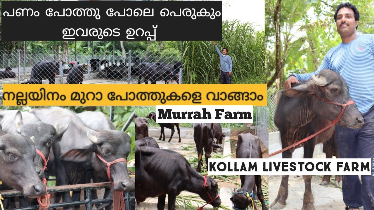 Murrah Farm kerala|Pothu valarthal kerala|Diary Farming - YouTube